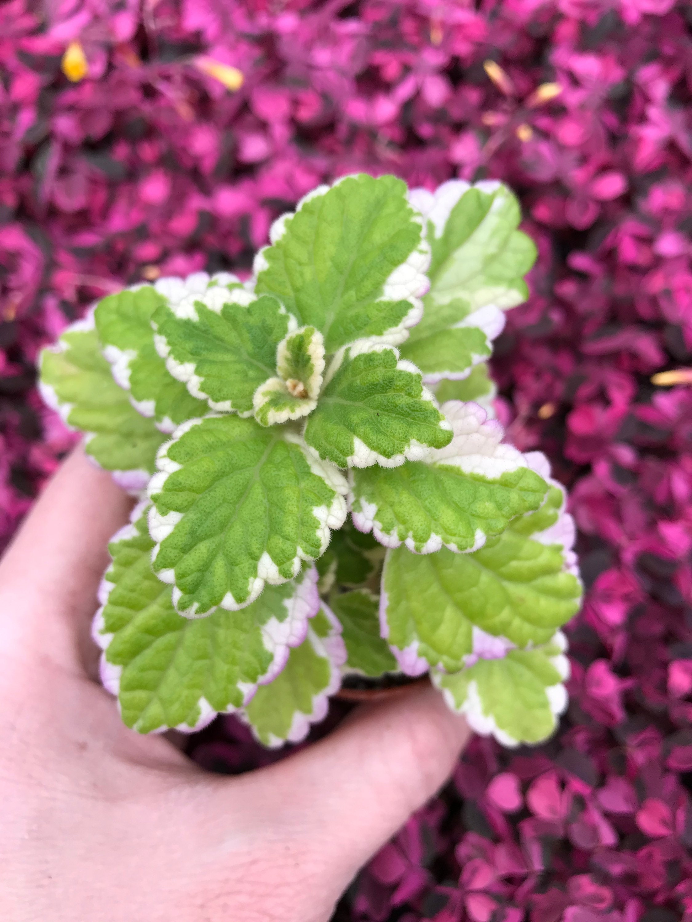 5 Variegated Plectranthus Coleoides variegateg Swedish Ivy - Etsy
