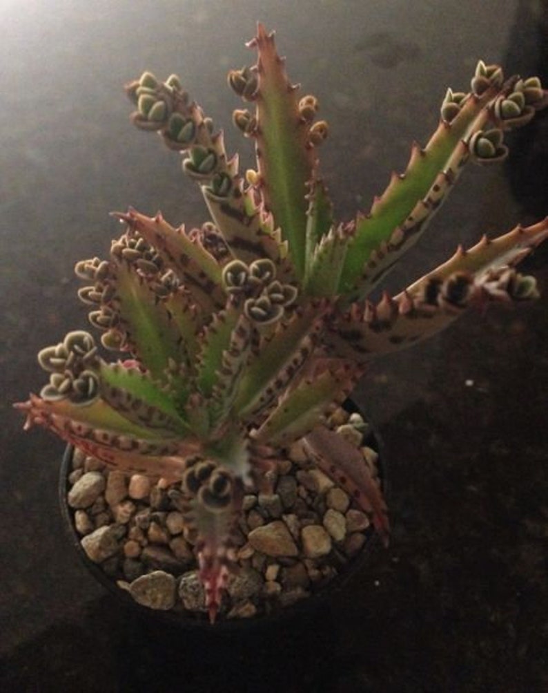 Mother of Millions and Mother of Thousands 4 Pot Combo | Etsy