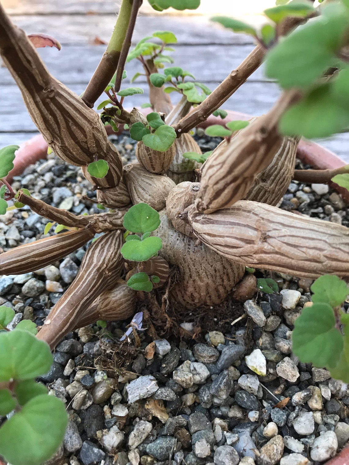 Bonsai Mint Plectranthus Ernstii Caudex | Etsy