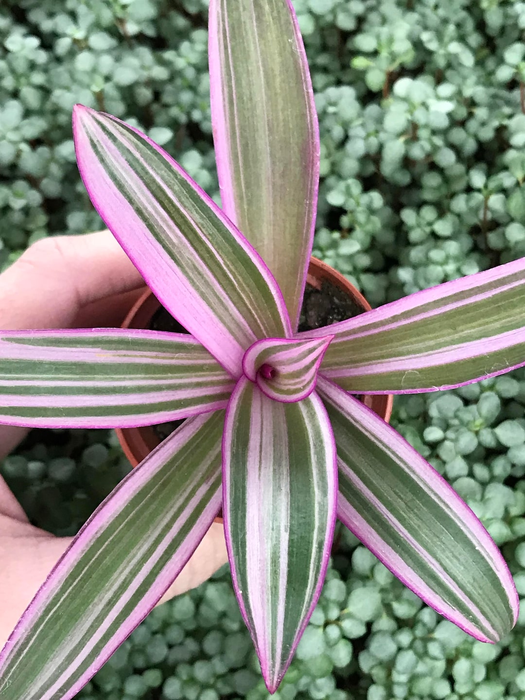 Rhoeo Discolor Tricolor (tradescantia Spathacea) - Etsy