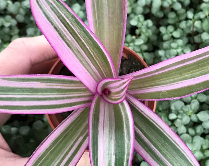 Rhoeo Discolor Tricolor tradescantia Spathacea - Etsy