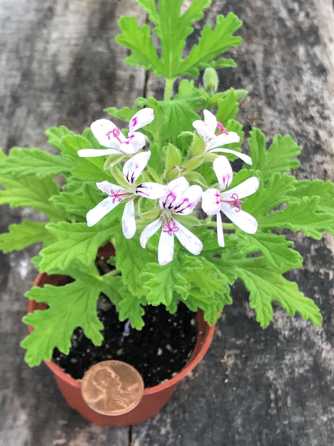 4 MOSQUITO PLANTS citronella Scented Geranium 4 2.25 - Etsy