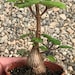 Bonsai Mint plectranthus Ernstii Caudex - Etsy