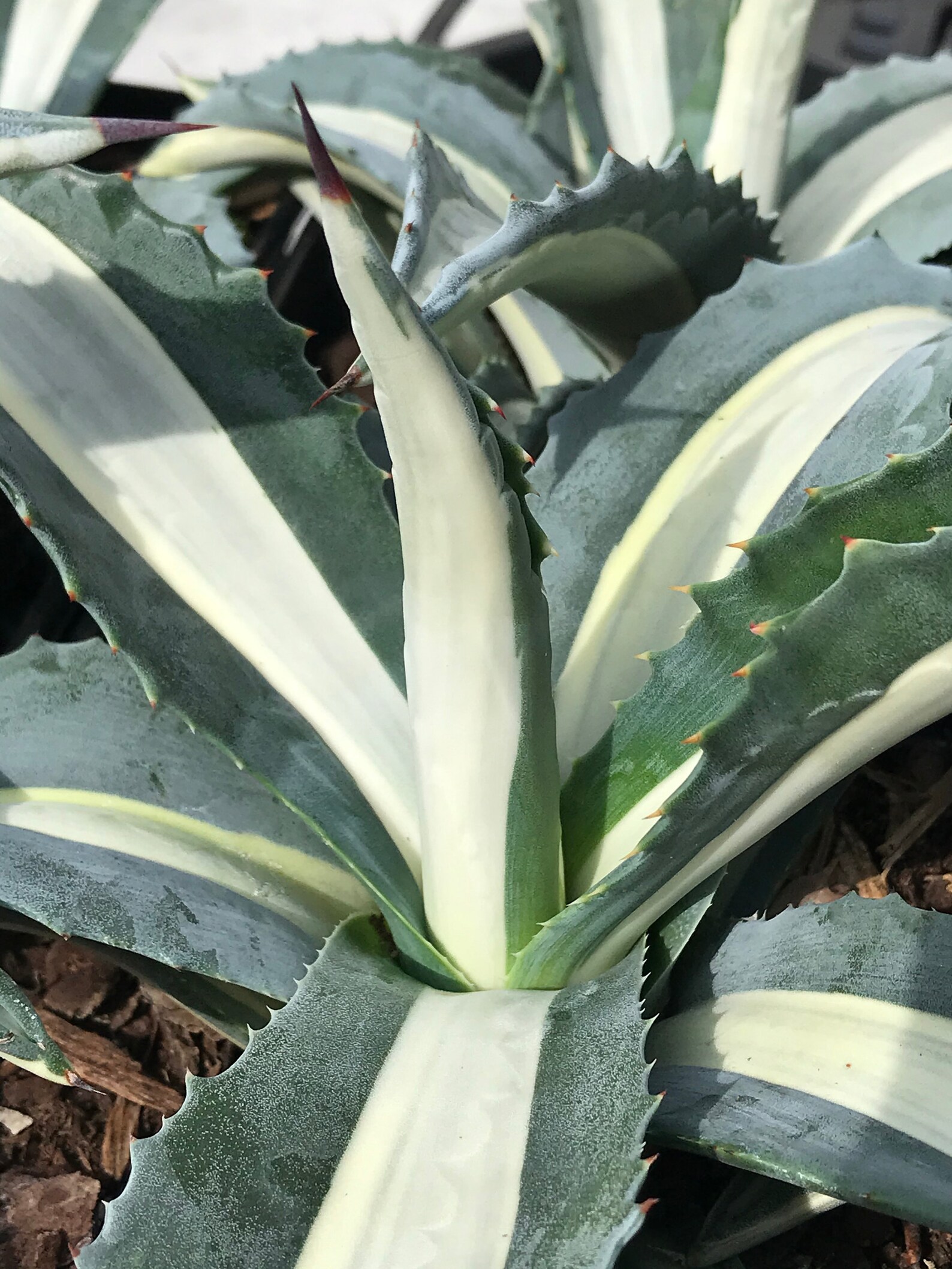 Agave Americana Medio-picta 'alba' (century Plant) - Etsy