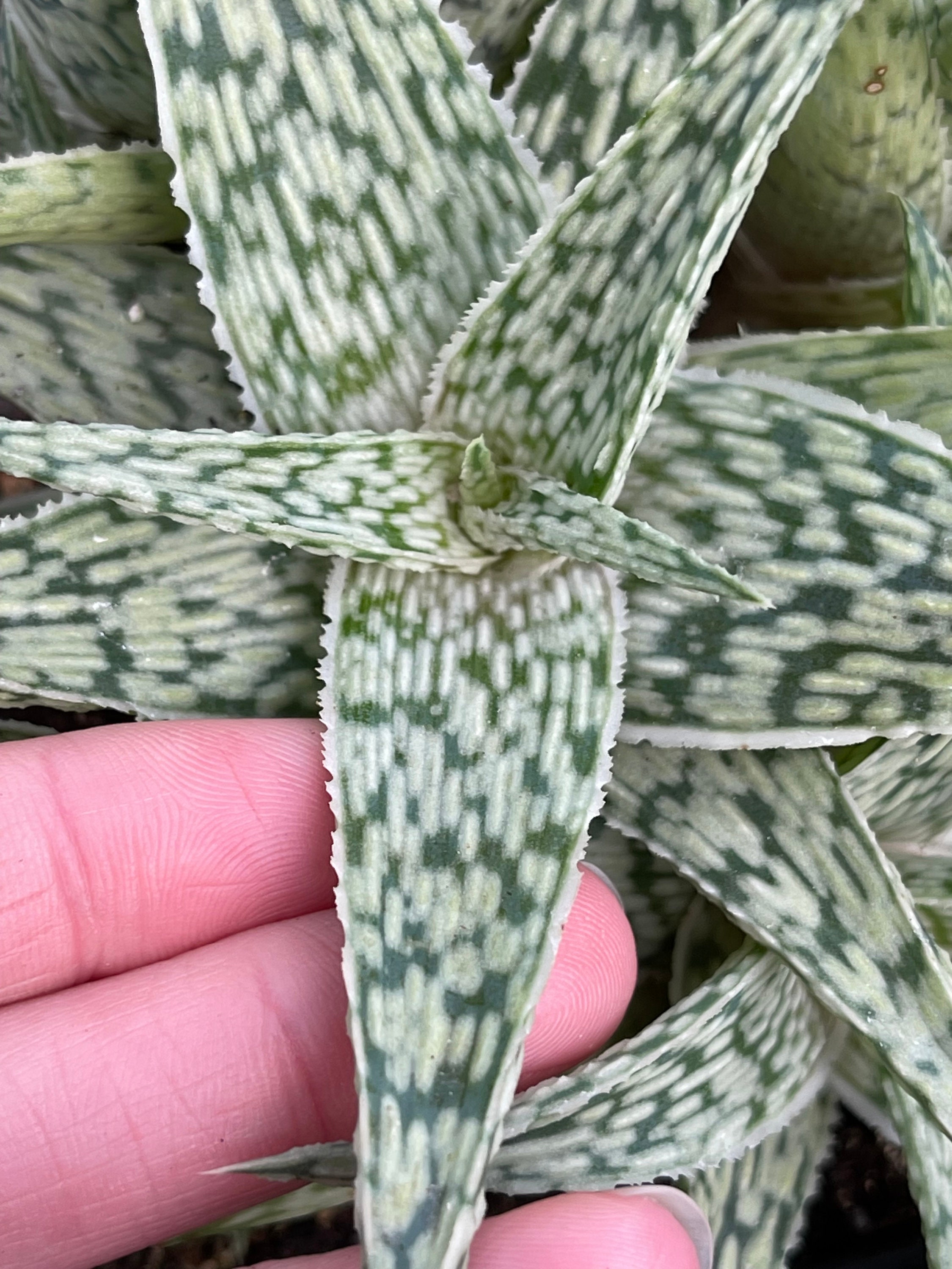 Aloe 'white Fox' - Etsy