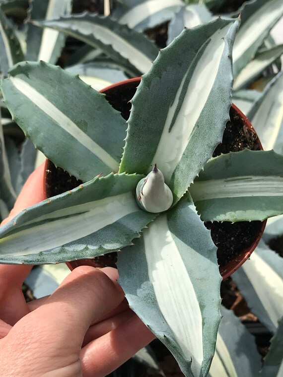 Agave Americana Medio-picta 'alba' century Plant - Etsy