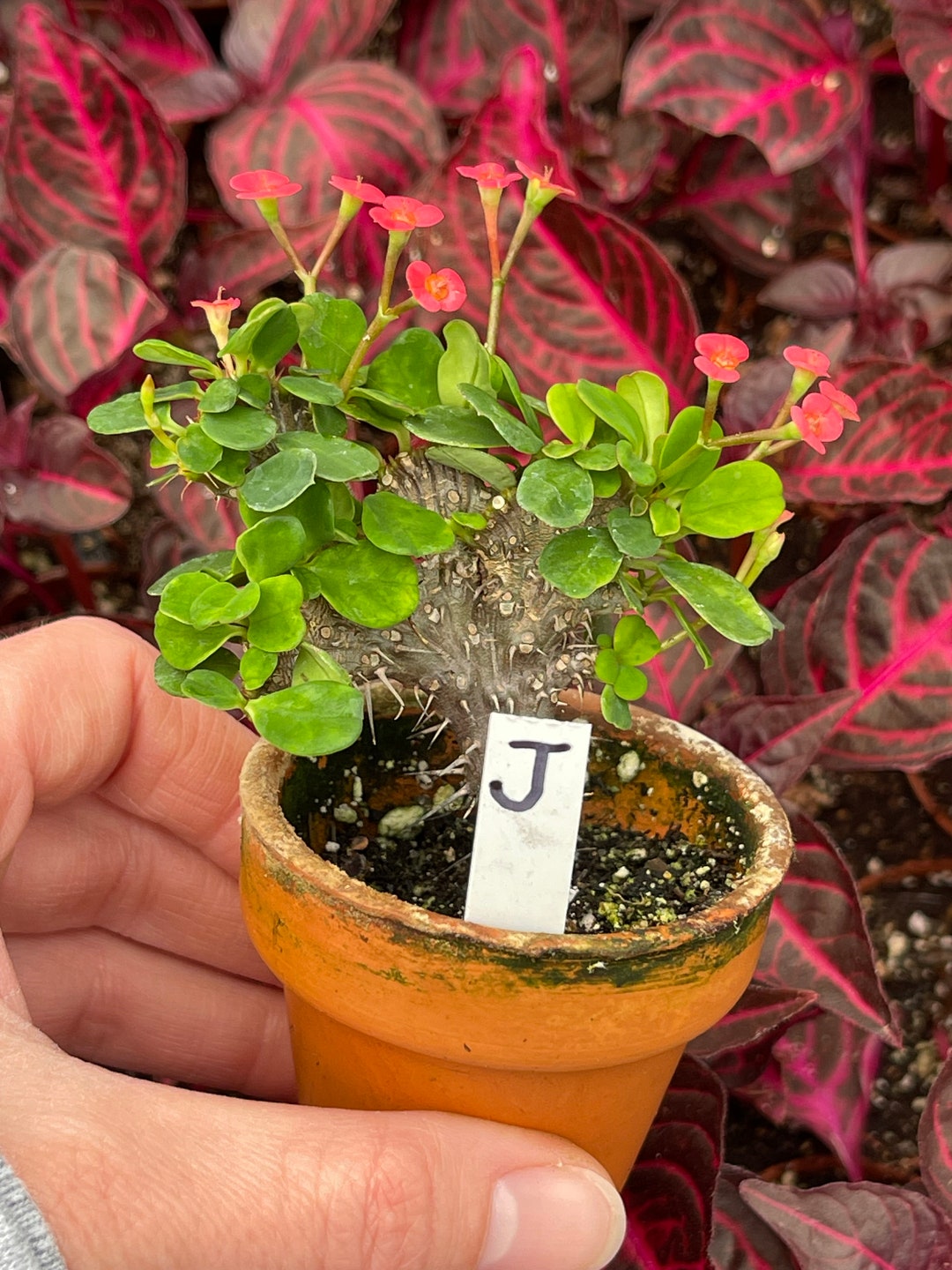 Crested Crown of Thorns(euphorbia Milii Crested) (J) - Etsy