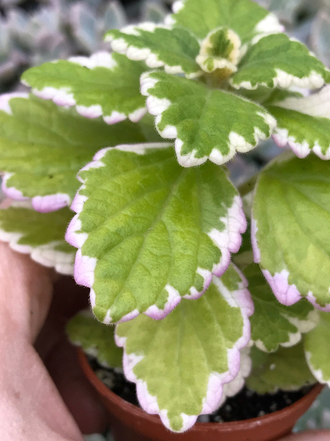 5 Variegated Plectranthus Coleoides variegateg Swedish Ivy - Etsy