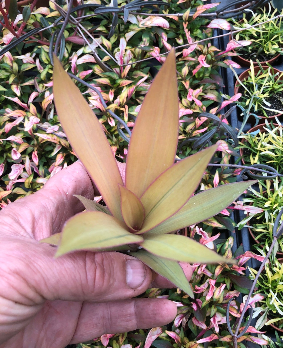 Rhoeo 'sitara's Gold' tradescantia Spathacea - Etsy