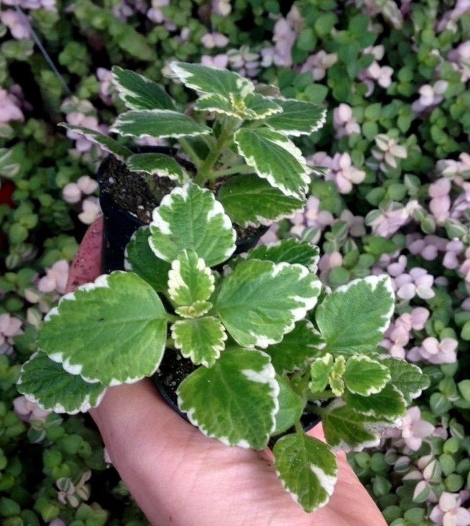 5 Variegated Plectranthus Coleoides variegateg Swedish Ivy - Etsy