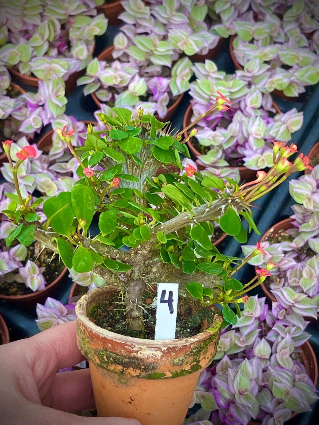 Crested Crown of Thorns(euphorbia Milii Crested) (4) - Etsy