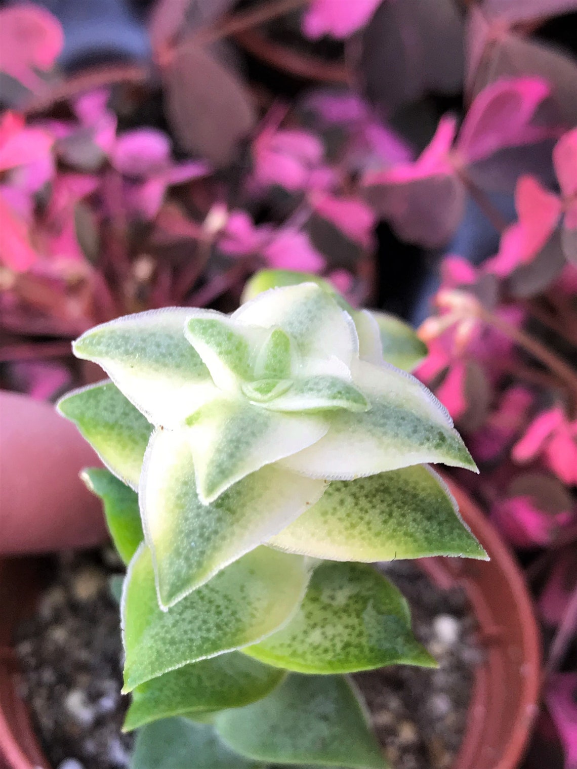 Variegated String of Buttons Crassula Perforata Variegata | Etsy