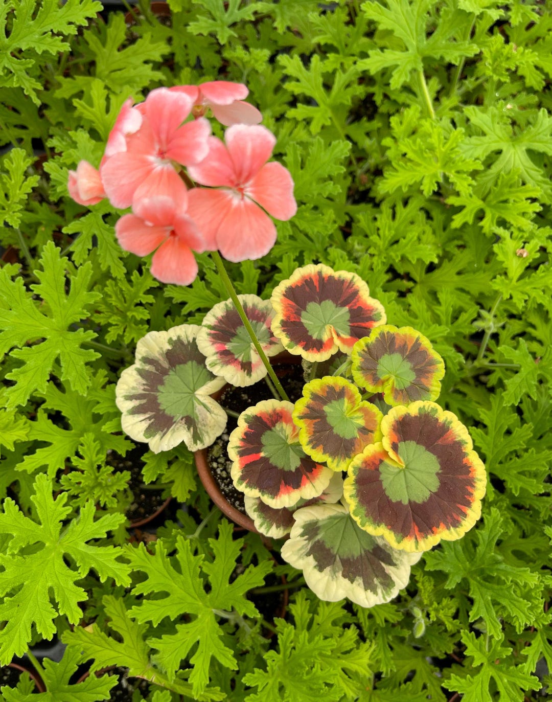 Mrs. Cox (pelargonium Hybrid) Fancy Leaf Geranium - Etsy