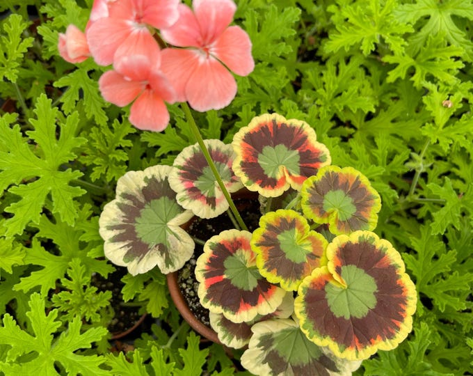 Mrs. Cox (pelargonium Hybrid) Fancy Leaf Geranium - Etsy