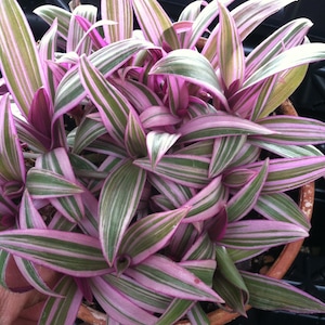 Rhoeo Discolor Tricolor (tradescantia Spathacea) - Etsy