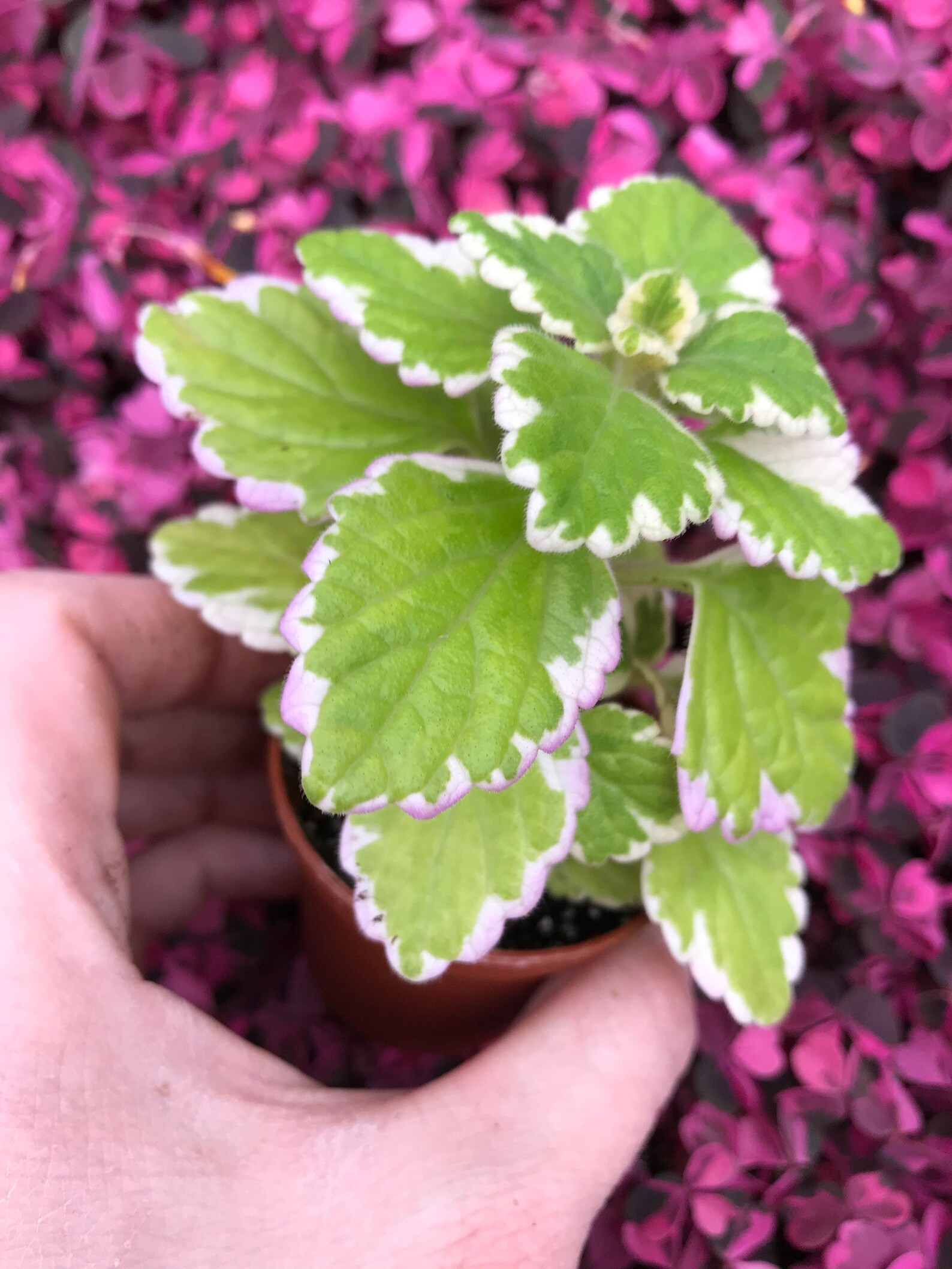 5 Variegated Plectranthus Coleoides variegateg Swedish Ivy - Etsy