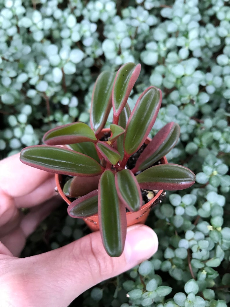 Peperomia ruby Glow peperomia Graveolens | Etsy