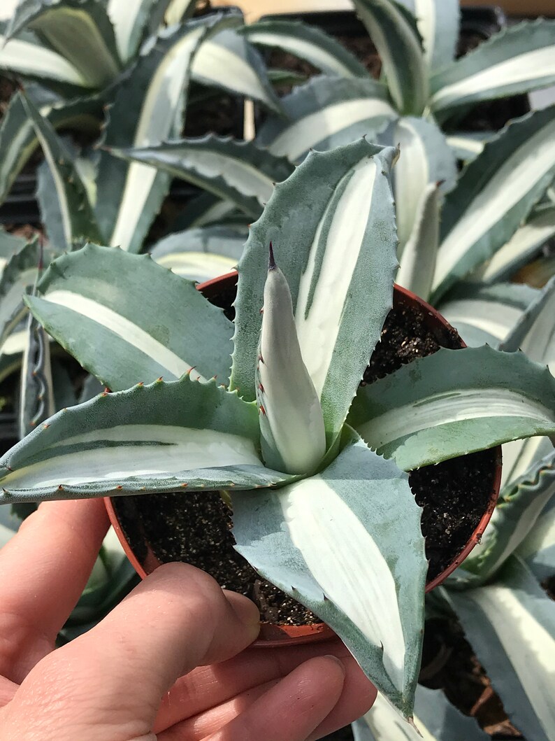 Agave Americana Medio-picta 'alba' (century Plant) - Etsy