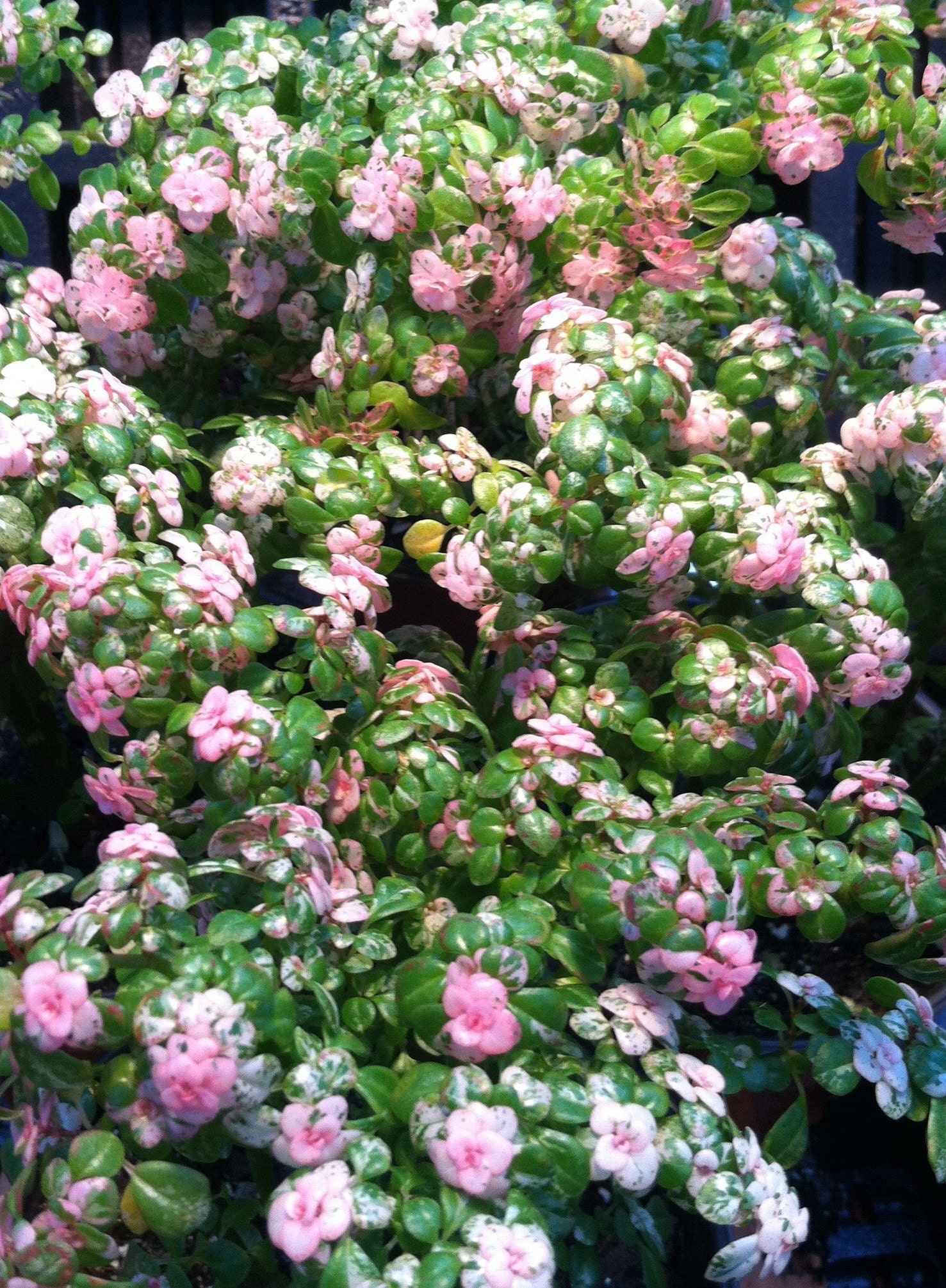 Variegated Artillery Fern pilea Microphylla Variegata Snow | Etsy