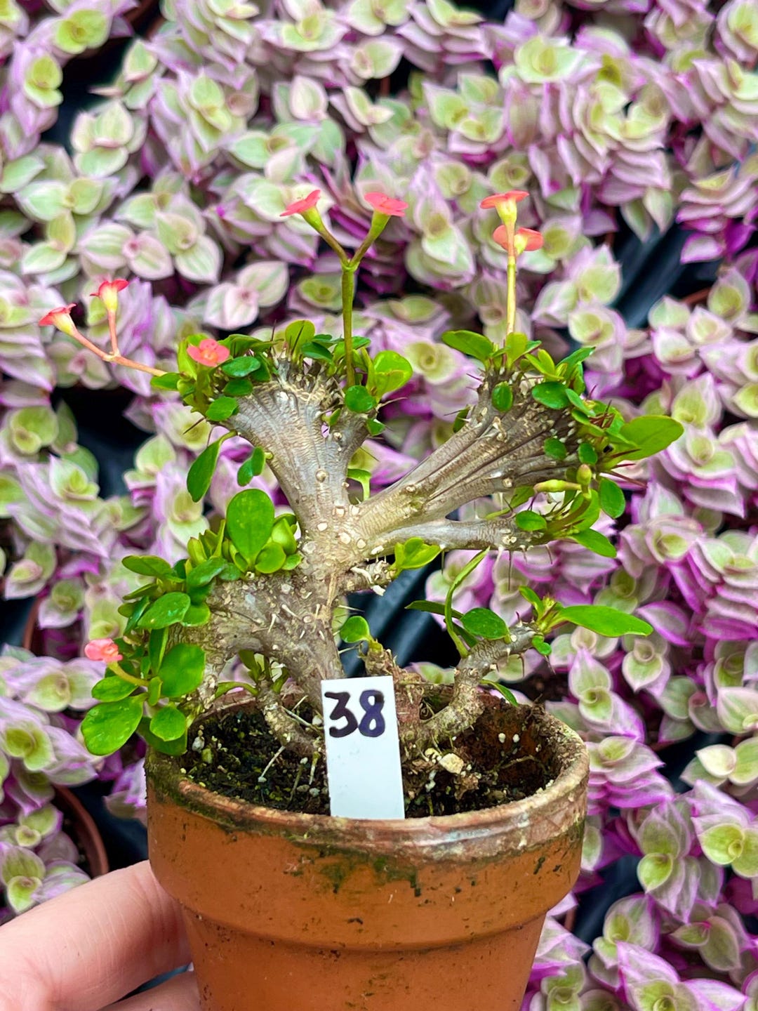 Crested Crown of Thorns(euphorbia Milii Crested) (38) - Etsy