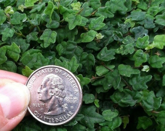 Miniature Creeping Fig (ficus Pumila Quercifolia) - Etsy