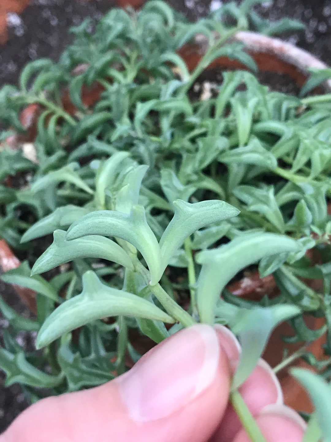 Live Potted String of Dolphins Plant - 2 Inch Pot - (senecio Peregrinus ...