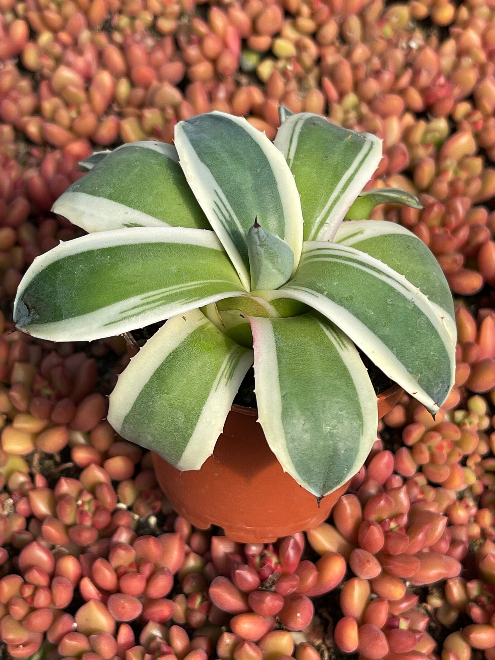 Agave Cream Spike (agave Parryi) - Etsy
