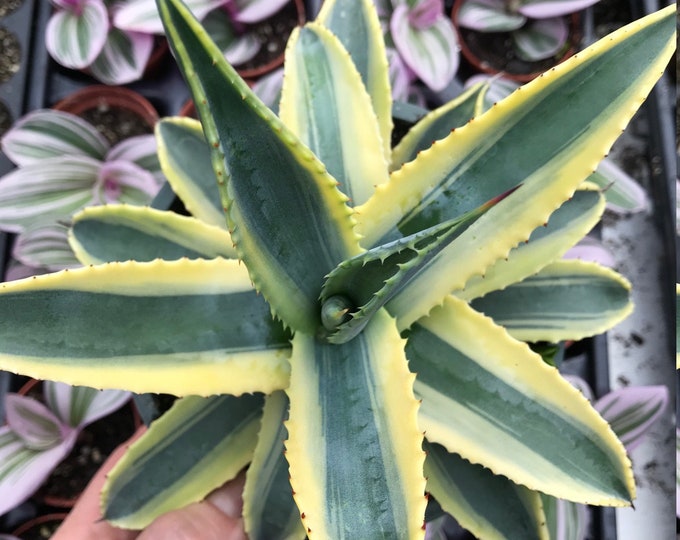 Agave 'cornelius' Century Plant -2 1/4" Pot - Etsy