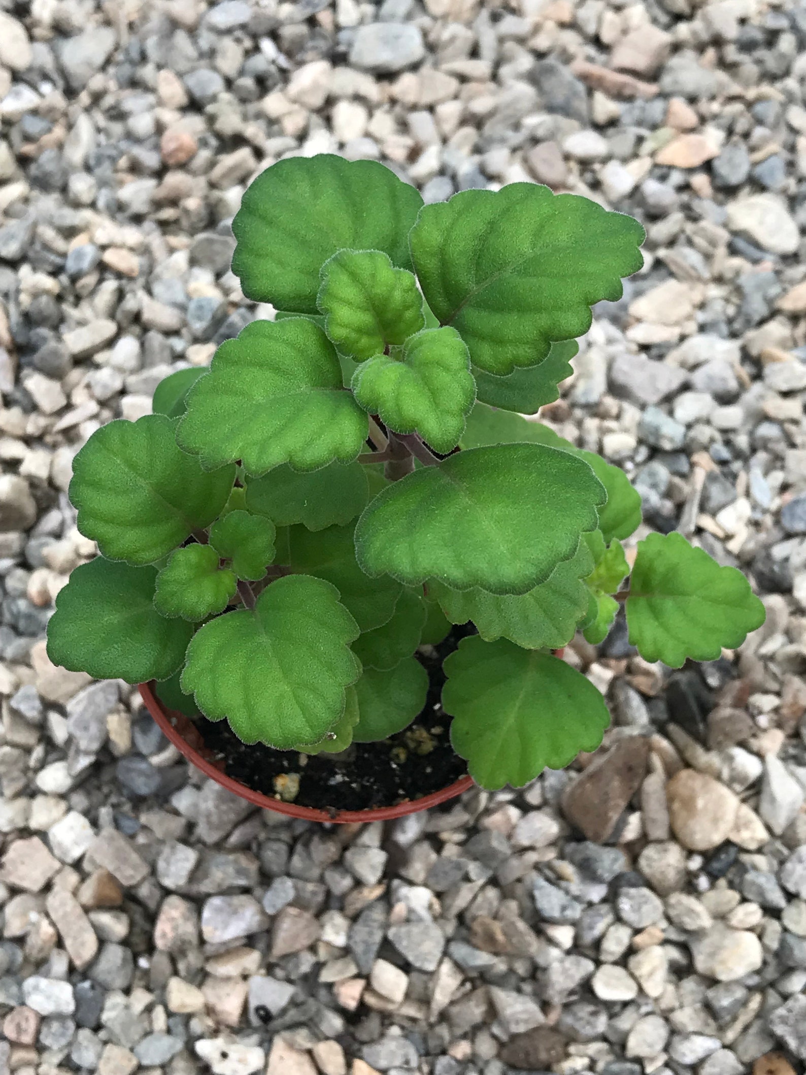Bonsai Mint plectranthus Ernstii Caudex - Etsy