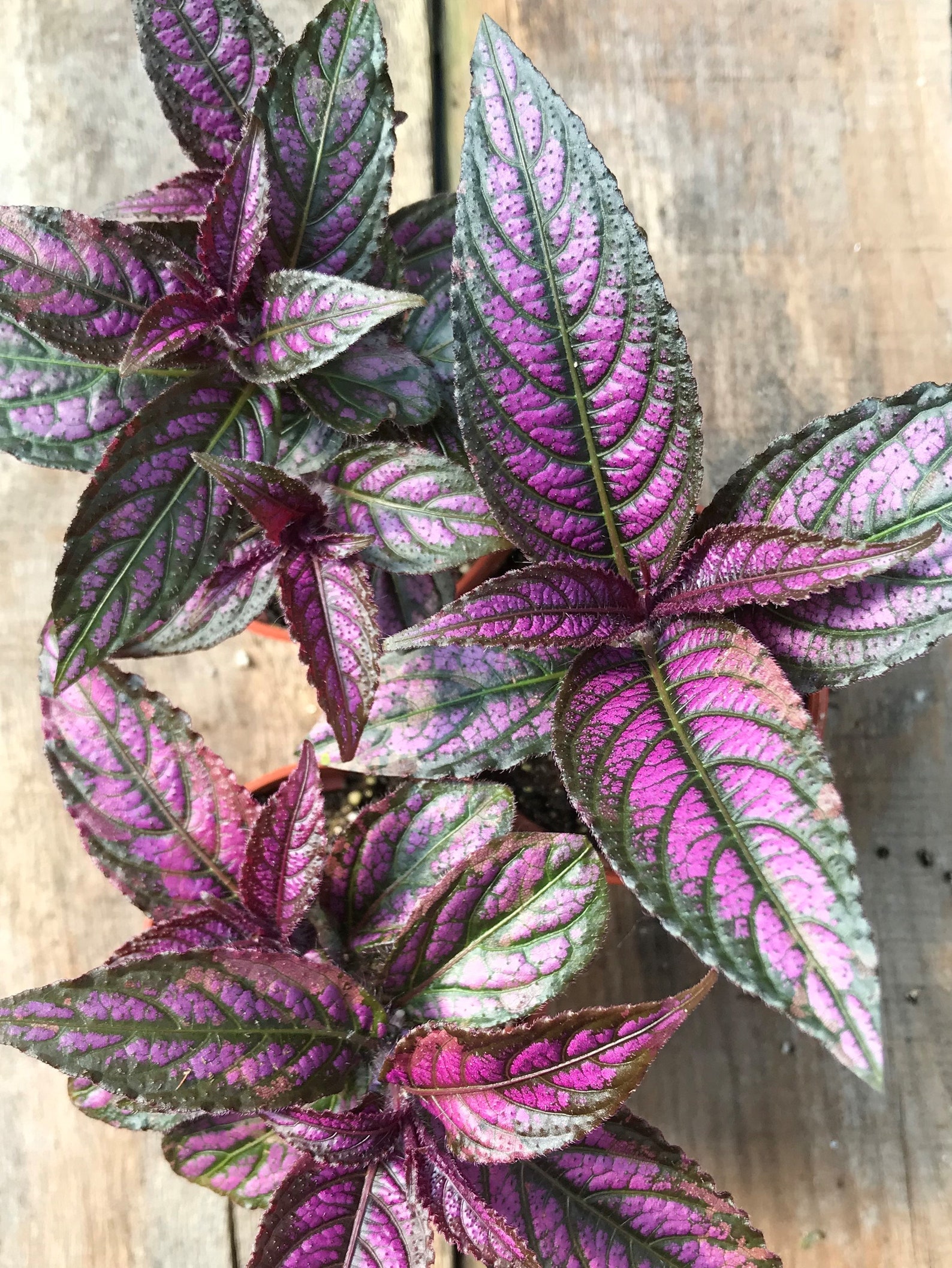 Persian Shield strobilanthes Dyerianus | Etsy
