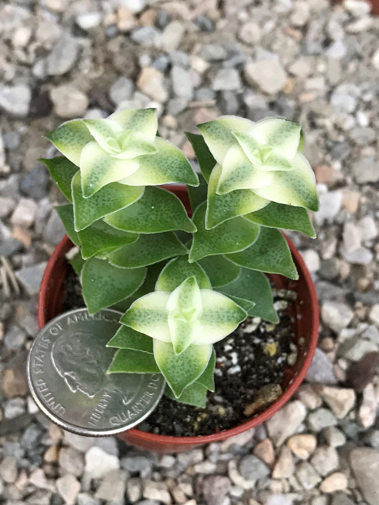 Variegated String of Buttons Crassula Perforata Variegata | Etsy