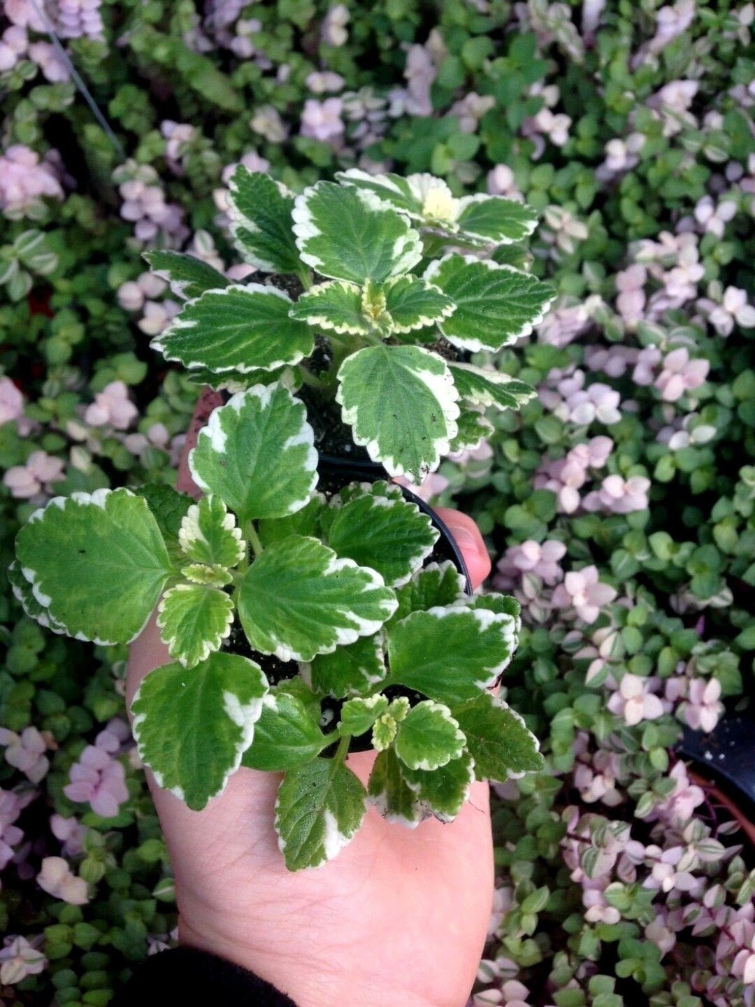 Variegated Plectranthus Coleoides (variegateg Swedish Ivy) - Etsy