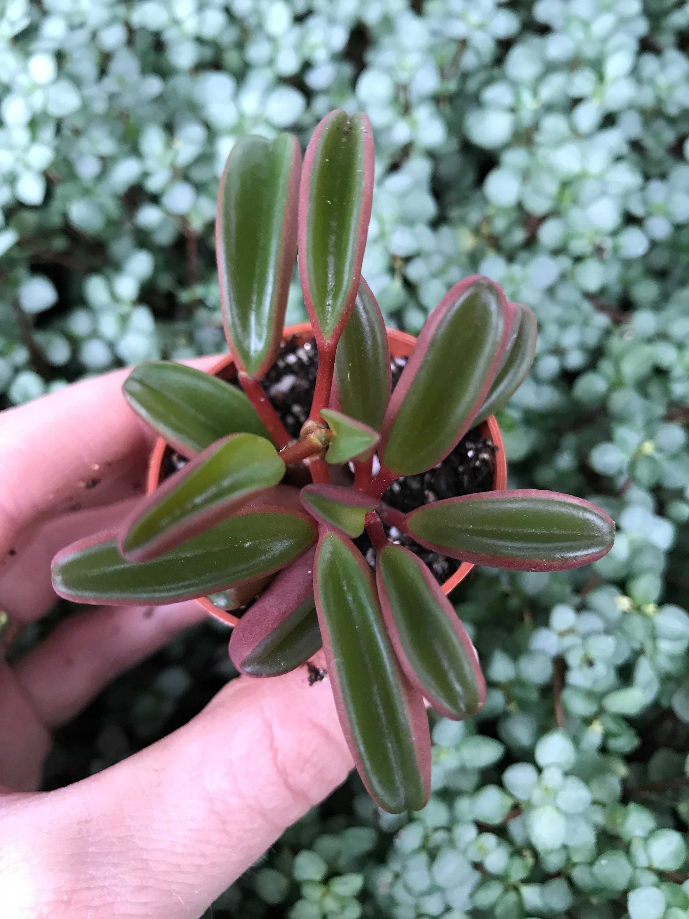 Peperomia ruby Glow peperomia Graveolens - Etsy