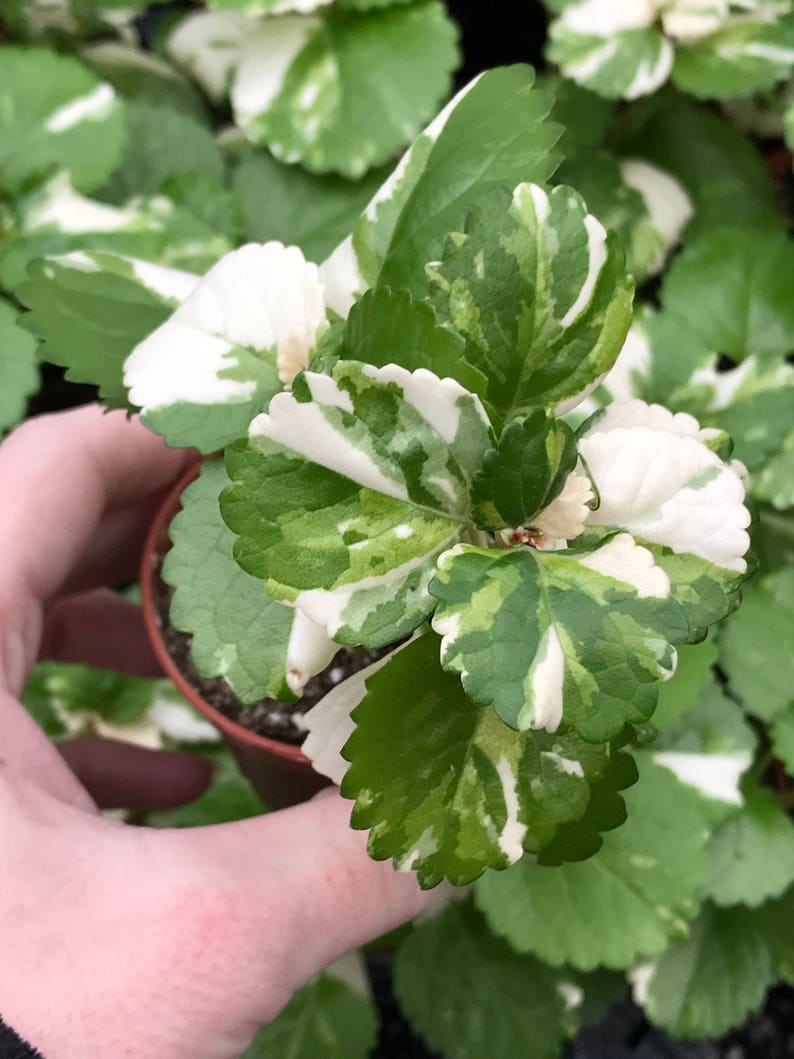 Old Fashion Swedish Ivy plectranthus Australis Variegated - Etsy