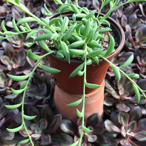 Live Potted String of Dolphins Plant 2 Inch Pot senecio | Etsy