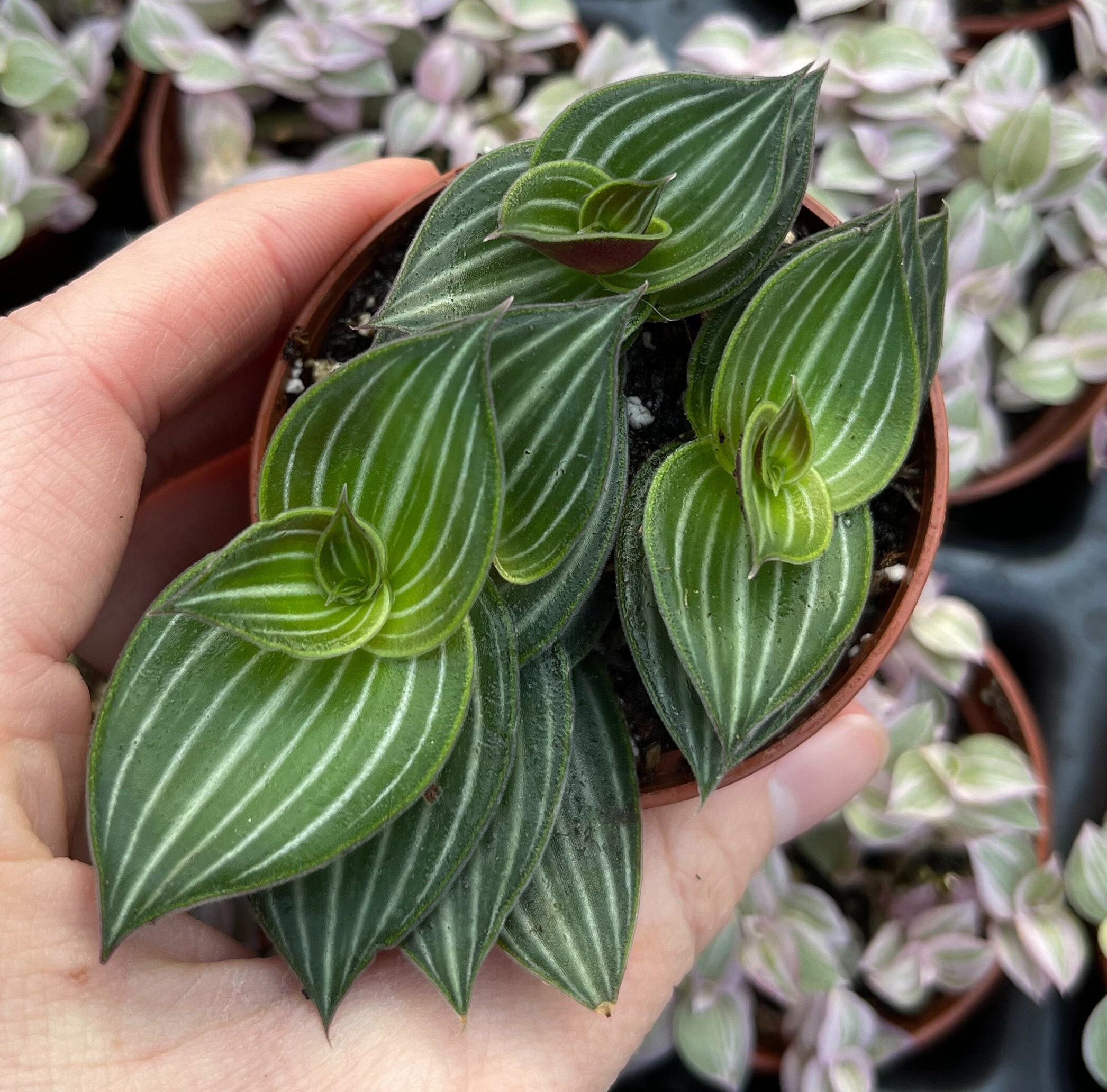 Callisia Elegens callisia Gentlei Striped Inch Plant - Etsy