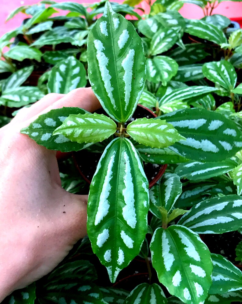 Watermelon Pilea (pilea Cadierei) Aluminum Plant - Etsy