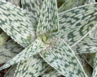 Aloe White Fox Plant in 6 Inch Pot - Etsy