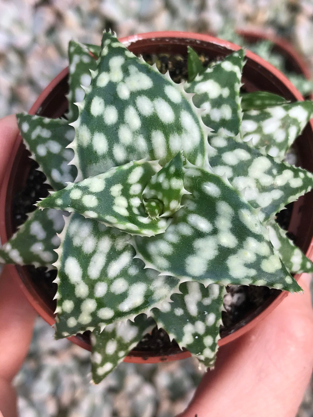 Aloe 'snowstorm' - Etsy