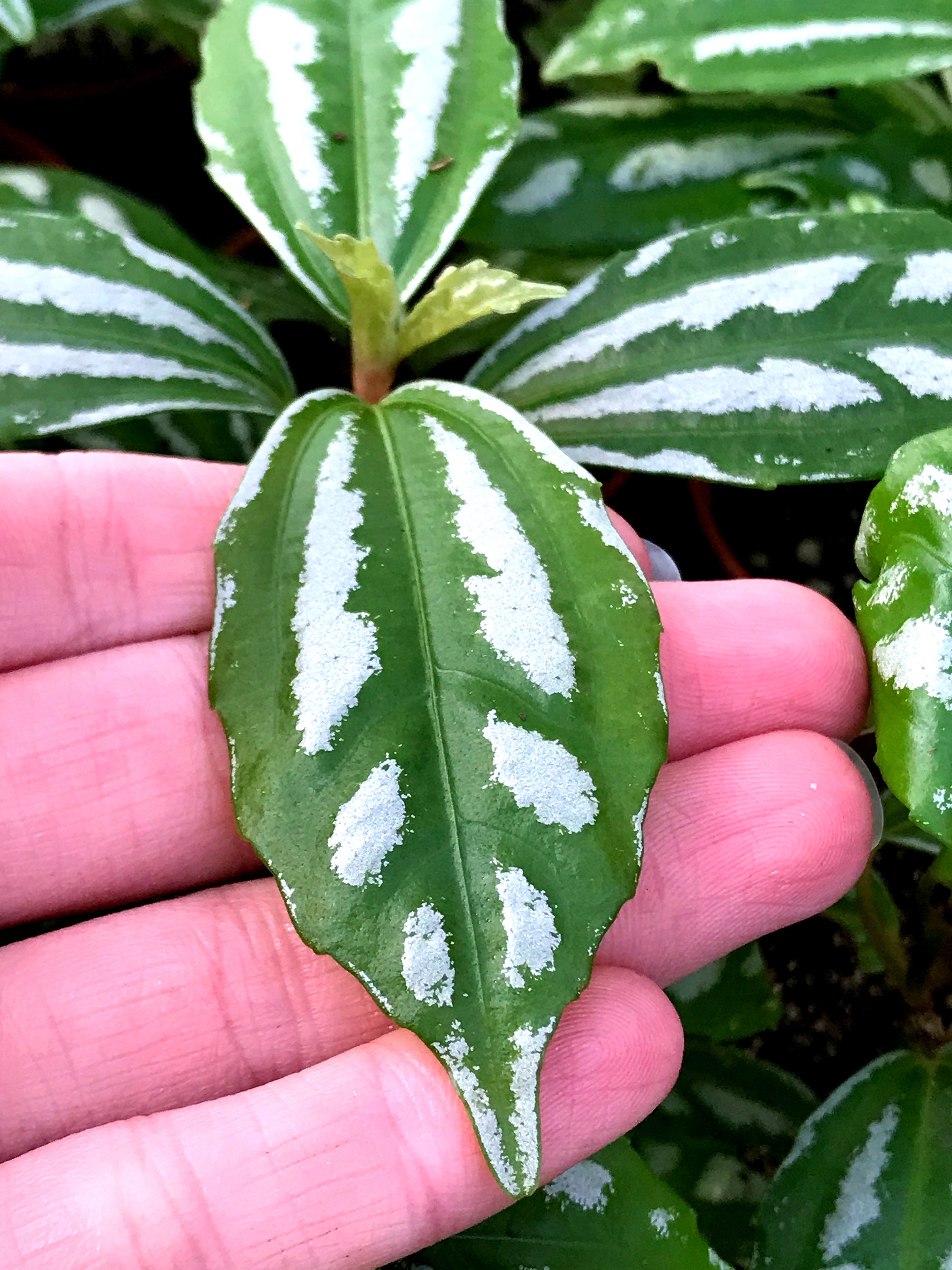 Watermelon Pilea (pilea Cadierei) Aluminum Plant - Etsy