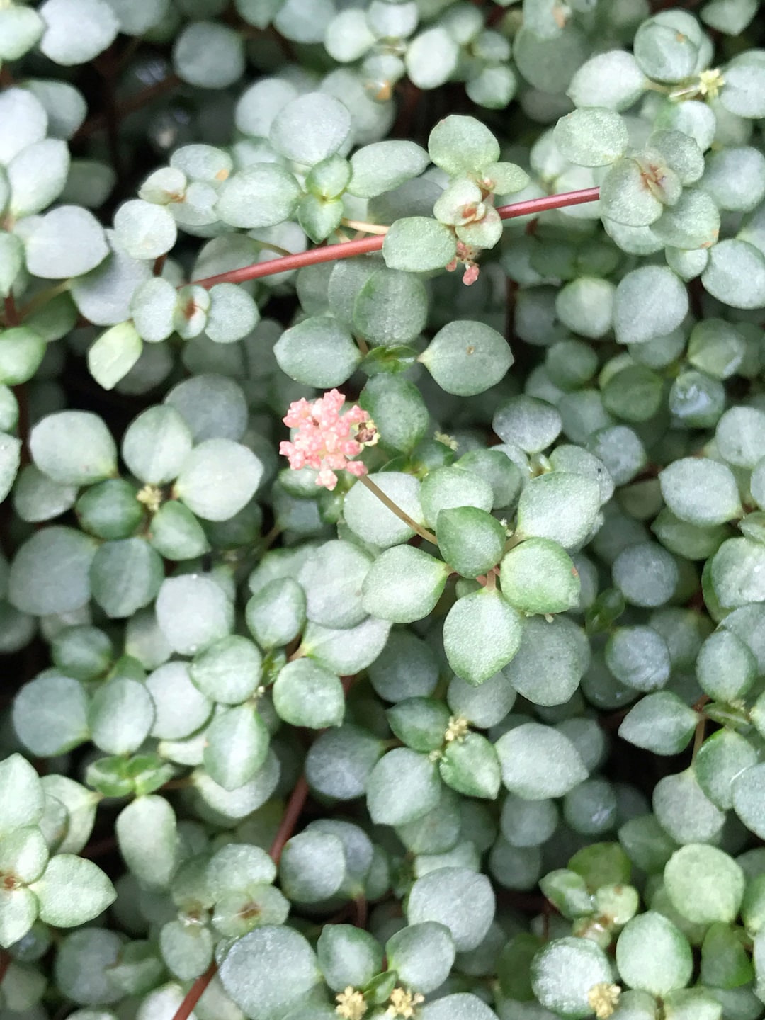 Silver Sprinkles Pilea (pilea Glauca) - Etsy
