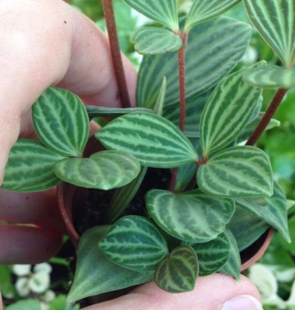 Parallel Peperomia peperomia Puteolata - Etsy