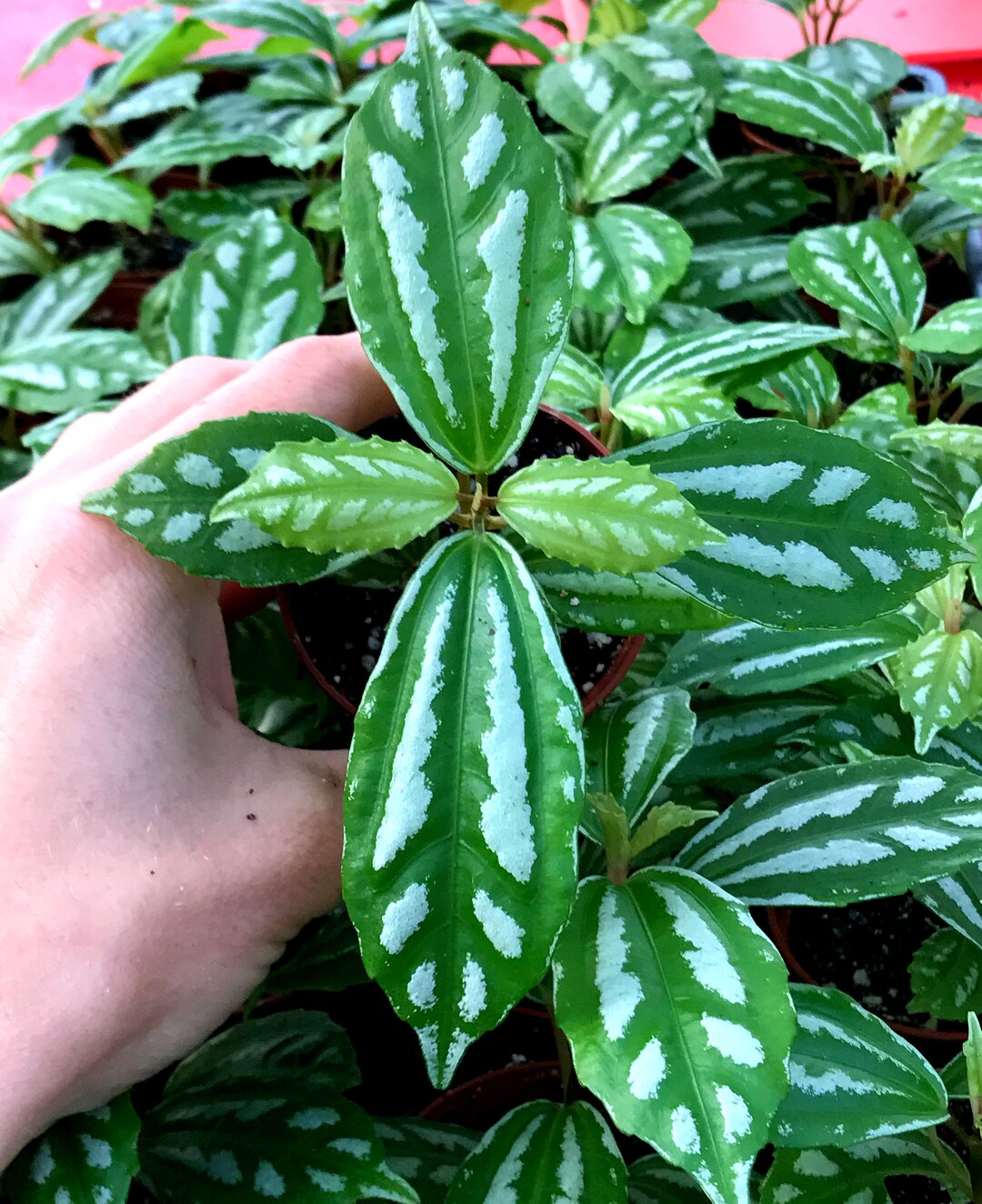 Watermelon Pilea (pilea Cadierei) Aluminum Plant - Etsy