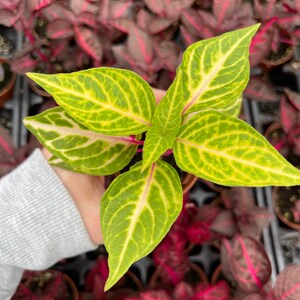 Iresine Lindenii Formosa (blood Leaf) Yellow - Etsy