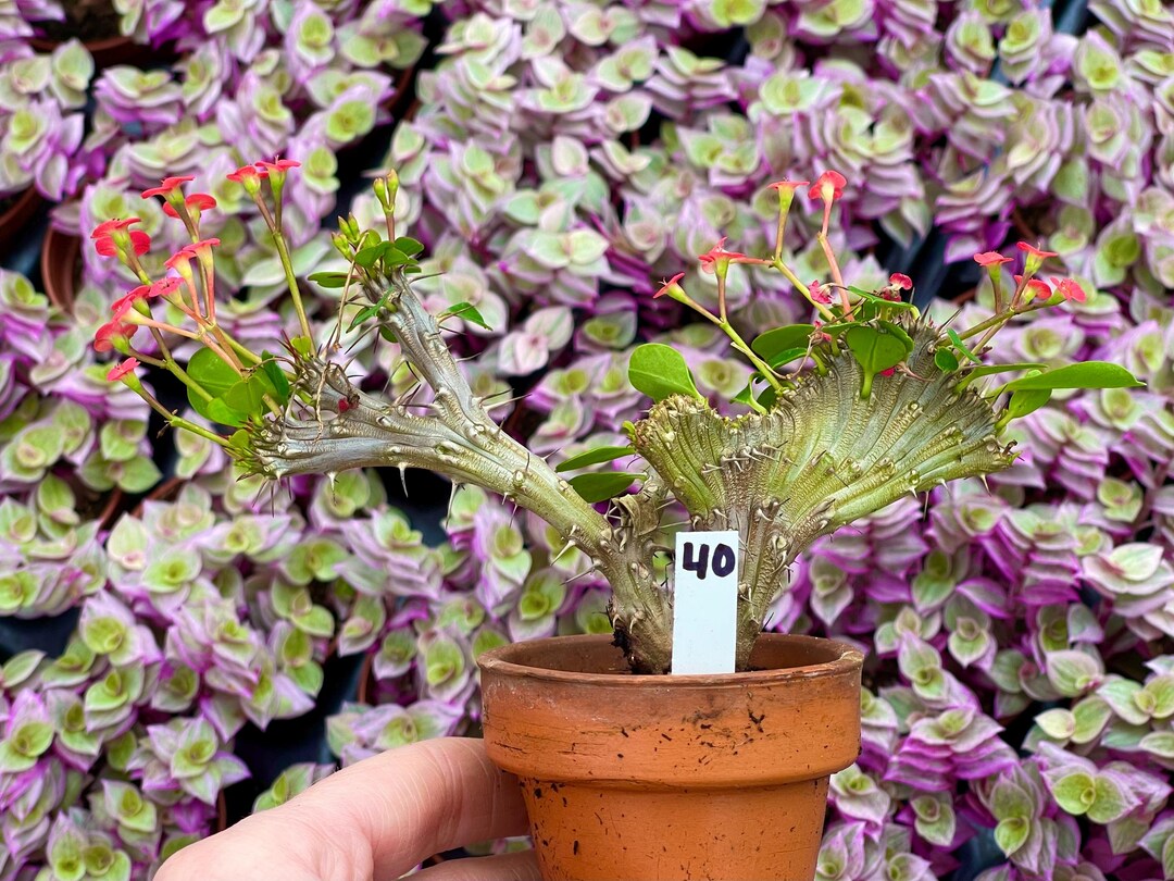 Crested Crown of Thorns(euphorbia Milii Crested) (40) - Etsy