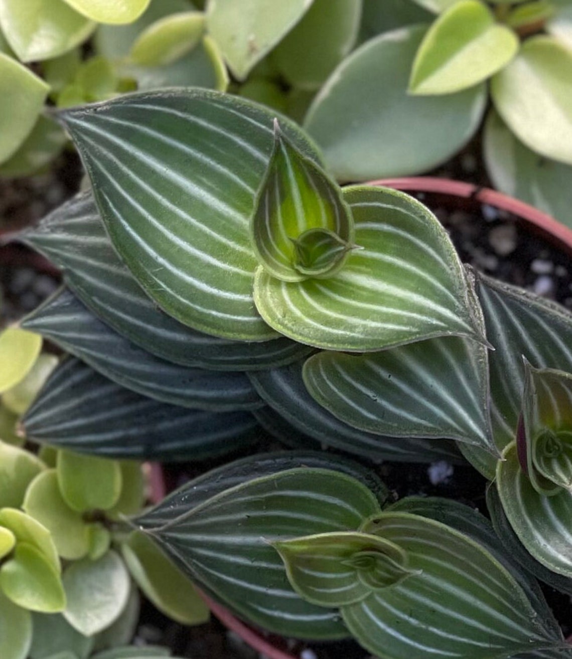 Callisia Elegens callisia Gentlei Striped Inch Plant - Etsy