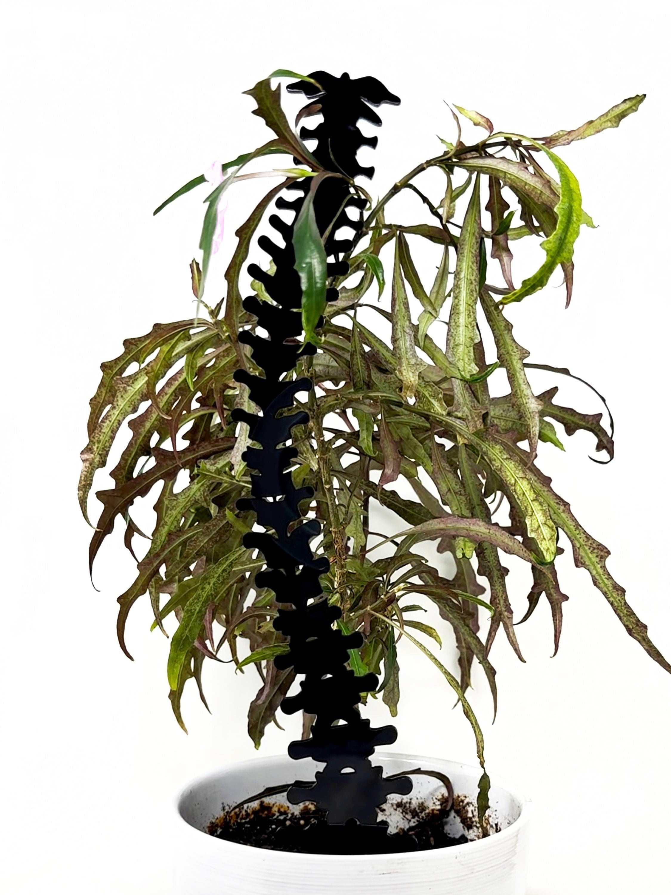 Spine Acrylic Plant Trellis, Anatomy Plant Support, Plant Art - Etsy