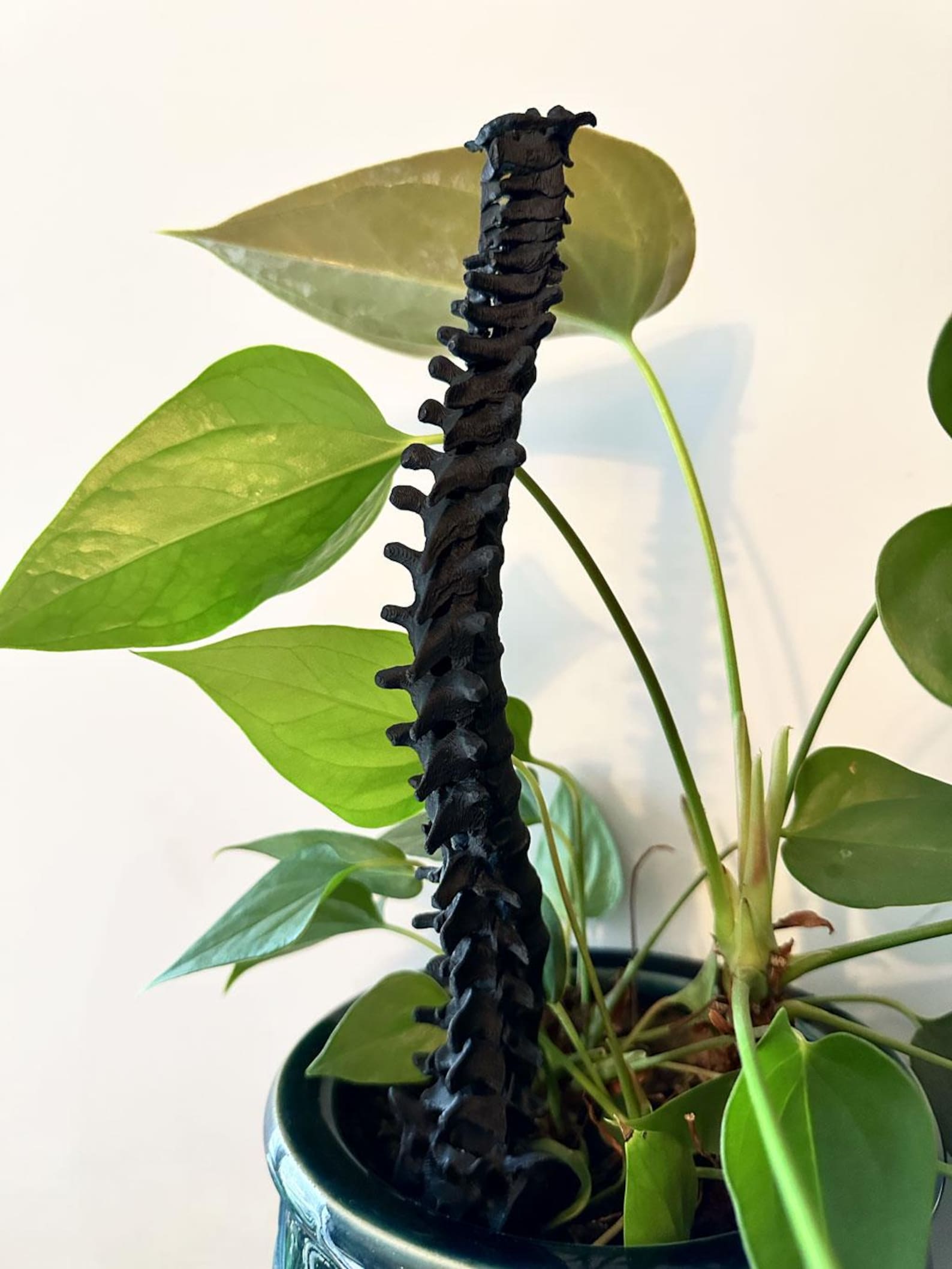 3D Printed Spine Plant Trellis: Anatomy Art Decor - Etsy