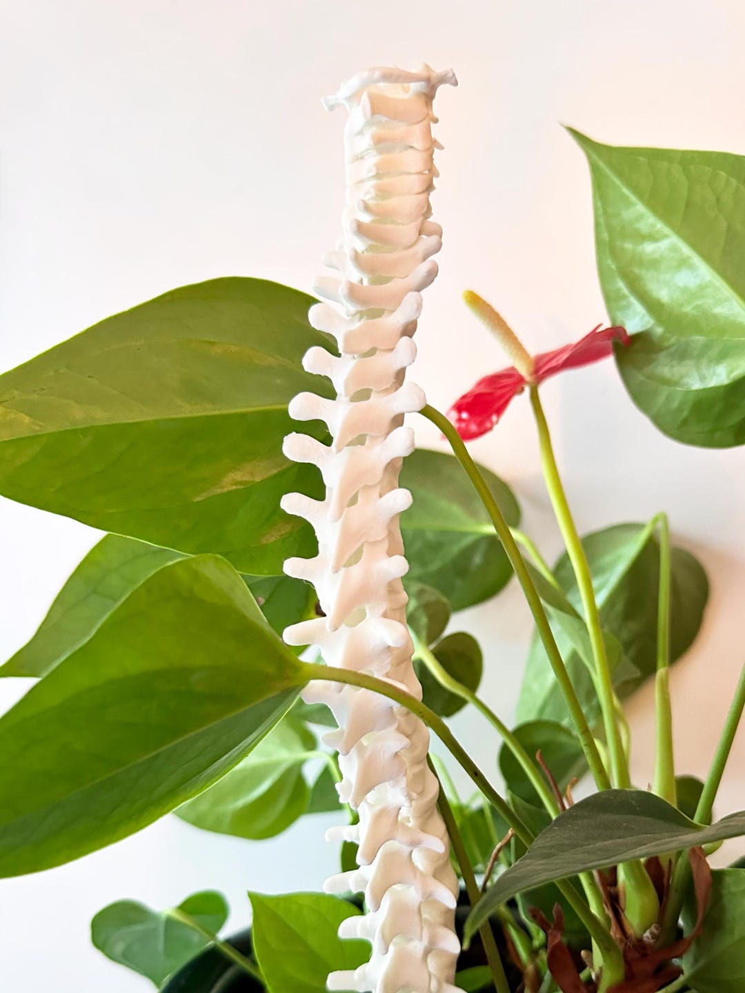 3D Printed Spine Plant Trellis: Anatomy Art Decor - Etsy