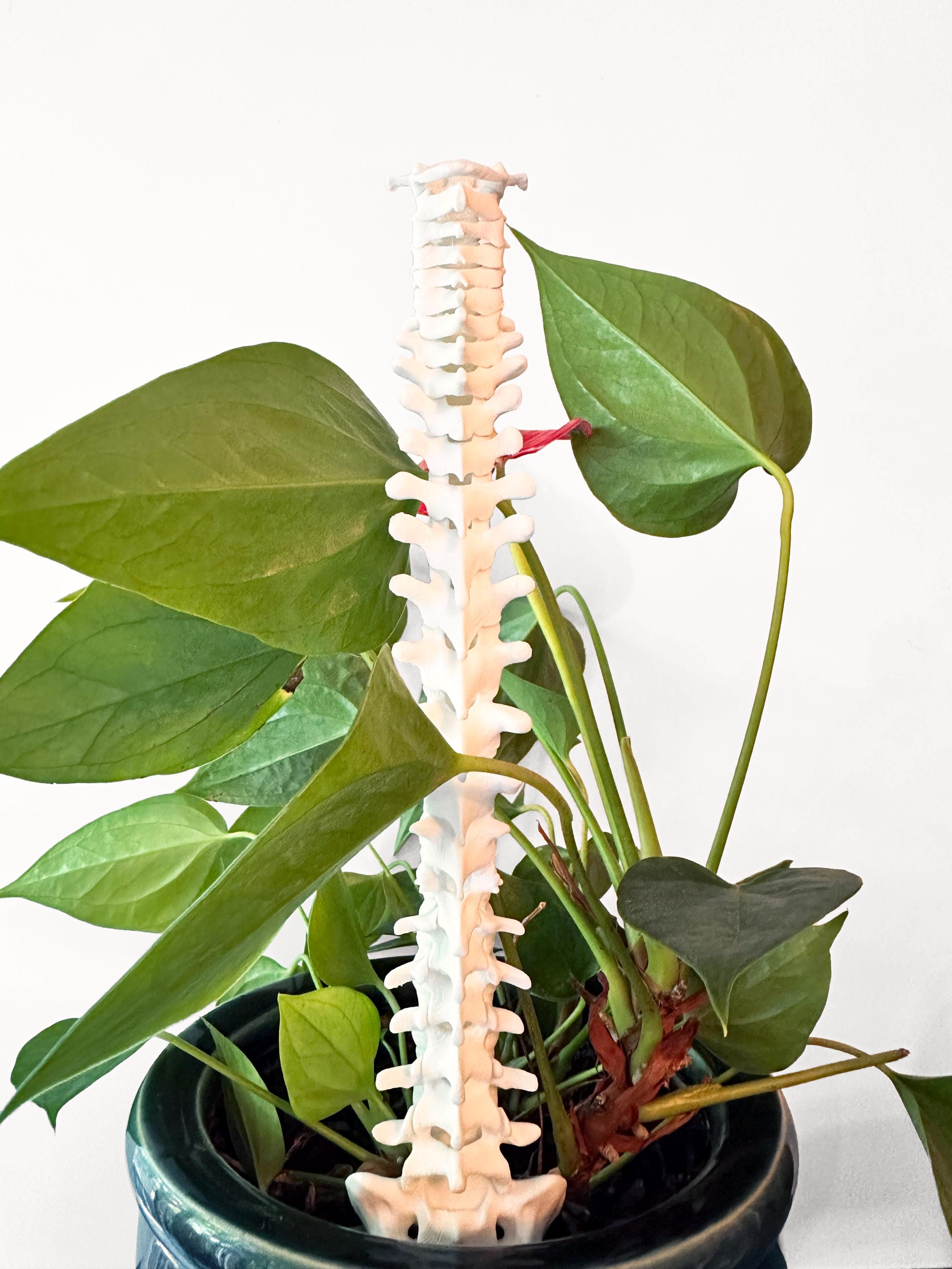 3D Printed Spine Plant Trellis: Anatomy Art Decor - Etsy